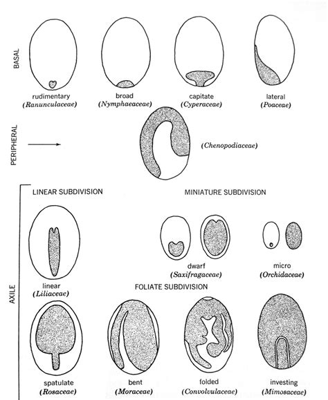 Lecture 26 Embryo And Seedling