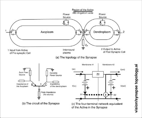 4 3 1 The Topography Topology And Detailed Circuit Schematic Of A Synapse Download