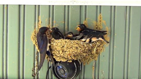 ჩვენი პატარა მერცხლები უკვე დაფრთიანდნენ Youtube