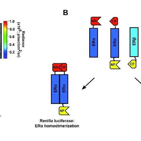 Characteristics Of Key Enzymes Used In Luciferase Complementation