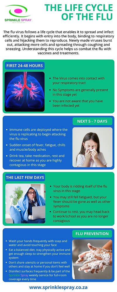 The Life Cycle Of The Flu