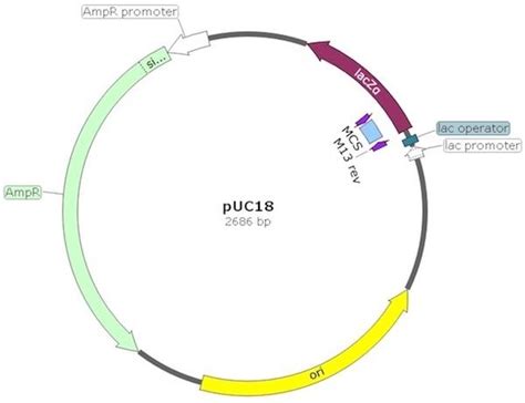 Puc18 Plasmid Cloning Vector Amid Biosciences Protein Engineering Company