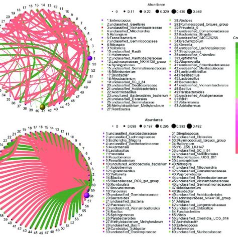 The Co Occurrence Networks Of The Gut Microbial Community From A Download Scientific Diagram