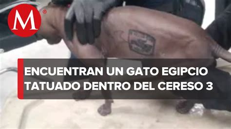 Aseguran Gato Egipcio Tatuado Con Símbolos De Los Mexicles En Cereso