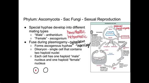 Ascomycota Life Cycle Fungi