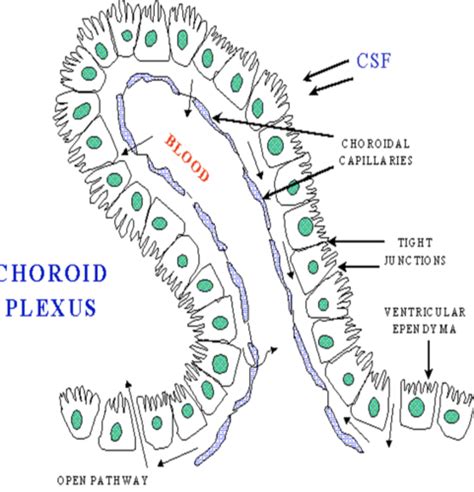 CSF Analysis Flashcards Quizlet