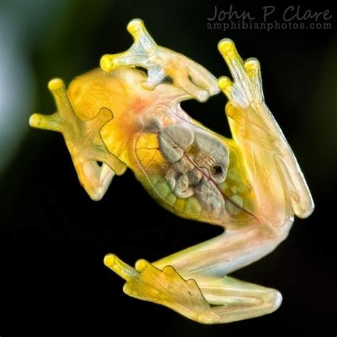 Glass Frog Habitat