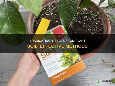 Eradicating Insects From Plant Soil Effective Methods Shuncy