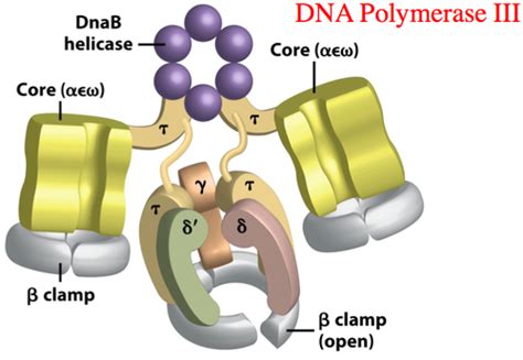 Dna Replication Flashcards Quizlet