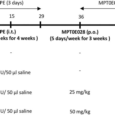 Illustration Of The Experiment Design Mice In The Emphysema Group N