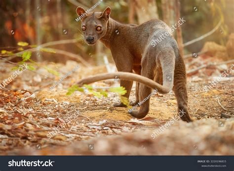 Fossa Tail