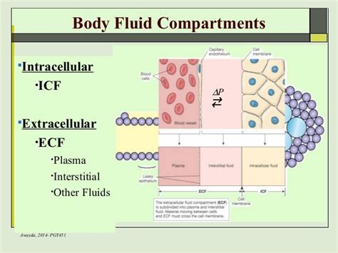 Block1 Pgy451 Renal Awayda