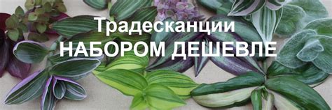 Купить укорененные черенки и срезы колеуса в Липецке и с доставкой по России