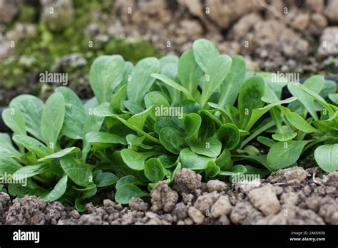 Rapunzel Salad Hi Res Stock Photography And Images Alamy