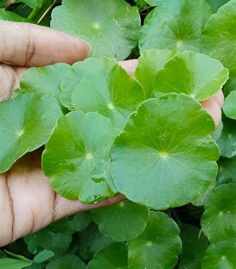 Madecassoside Kbenefits Sunpure Extracts Private Limited