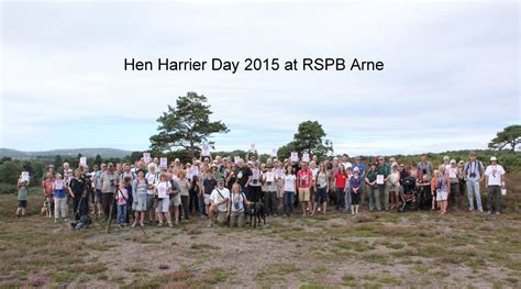 Hen Harrier Day 2015 1 Mark Avery