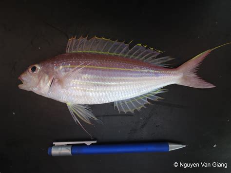 Nemipterus Virgatus Danh L C Vi T Nam