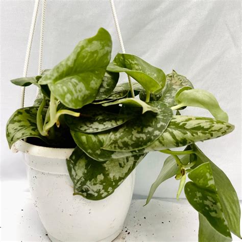 Scindapsus Exotica Urban Roots