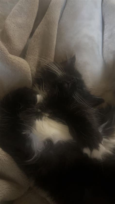 I Never Want This Kitten To Grow Rkittens