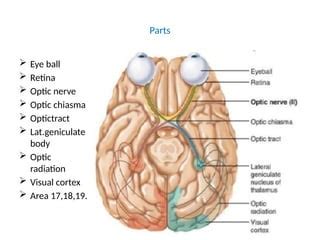 Visual Pathway Of Human Anatomy For Medical And Par Medical Babes PPT