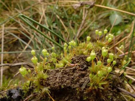 Physcomitrium Pyriforme A Pear Shaped Marvel In The Mossy World