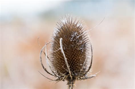 Teezle Thistle Head Stock Image Image Of Brown Teezle 82345321