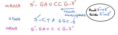 Is This How Reverse Transcriptase Work Rmcat