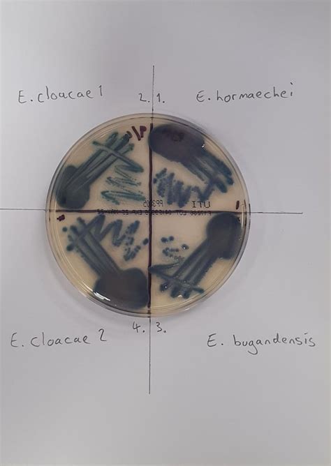 Enterobacter Sp On Uti Agar Rmicrobiology