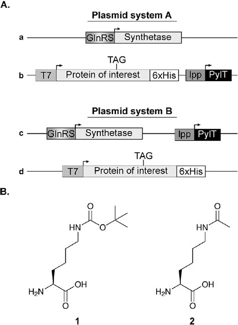 Expression Vectors And Ncaa Structure A Two Plasmid Systems Were Download Scientific Diagram