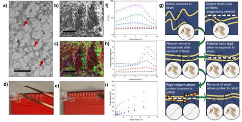 The Internal Fibre Structure Of Tsam And Its Macroscale Download