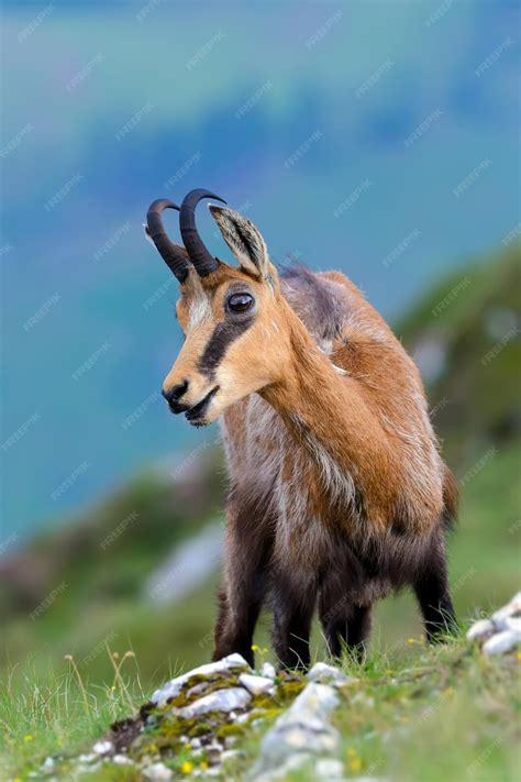 Chamois Ou Rupicapra Rupicapra Une Majestueuse Espèce De Chèvre Sauvage
