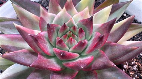 서진다육 킹스피어 특이종 창금 다육이실시간방송 수입금다육 색금 신나는 보스데이 Youtube