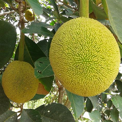 Marang Fruit Tree