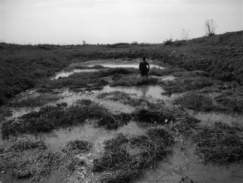 Removal Of Macrophytes To Facilitate Harvest Download Scientific Diagram