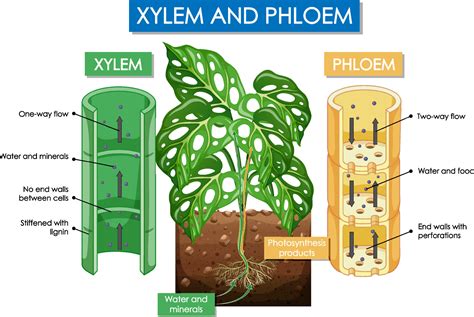 Xylem Diagram