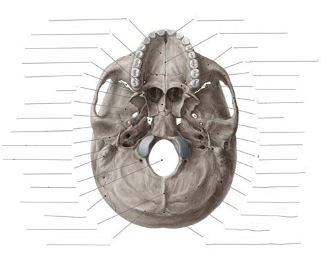 Norma Basalis Diagram Quizlet