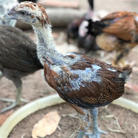 កសិដ្ឋានចិញ្ចឹមមាន់ស្រែ ស្រុកដំណាក់ចង្អើរ ខេត្តកែប