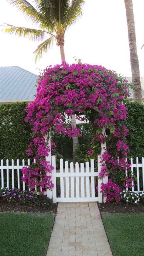 Climbing Bougainvillea Trellis