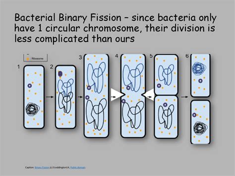 Chapter 10 Cell Division General Biology I Bsc Ppt Download