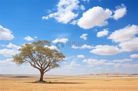 孤独的一棵树高清图片下载 正版图片600658624 摄图网