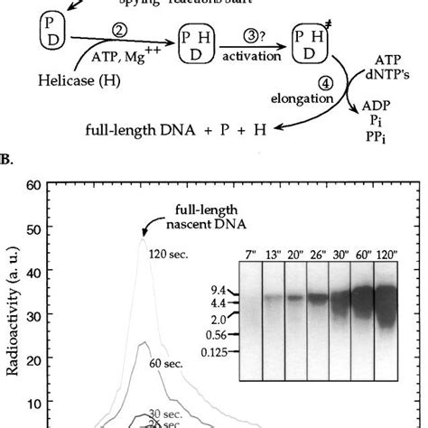 The Dna Substrate Template Construct Used For The Helicase Assay A