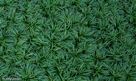 28 Of The Best Evergreen Ground Cover For Shade And Full Sun Year
