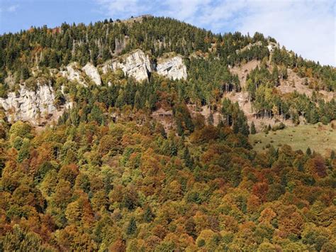 Premium Photo Beech Forest