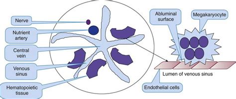 Platelet Structure And Function