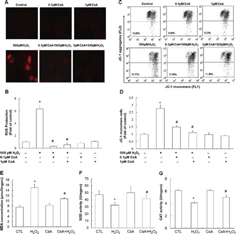 Csa Pretreatment Reduces H 2 O 2 Induced Oxidative Stress And