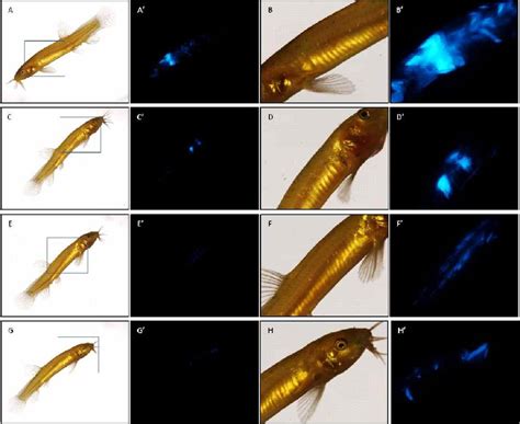 Mosaic Expression Pattern Of Cfp Signals In Juvenile Mud Loach Founder