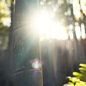 Forest Trees And Landscape With Sunshine Lens Flare And Growth For