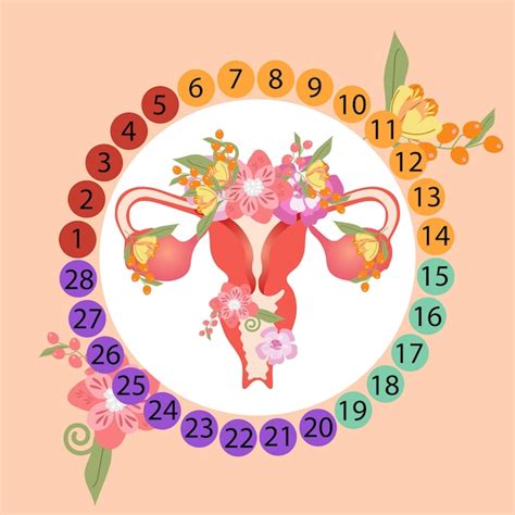 Premium Vector Females Reproductive Organ With Calendar Ovulation