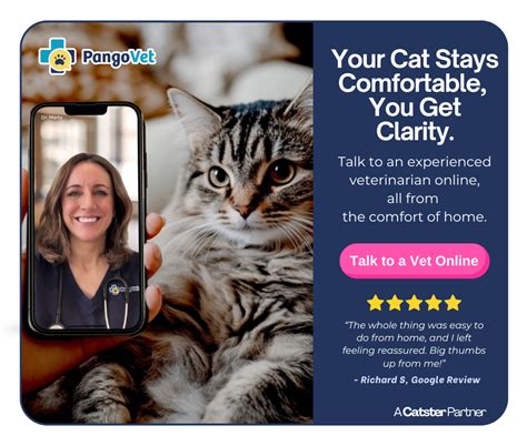 How To Give Subcutaneous Fluids To A Cat 9 Vet Approved Steps To