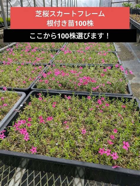 芝桜、100株、100ポット分、根付き、シバザクラ、ネコポス、赤い花、 メルカリ